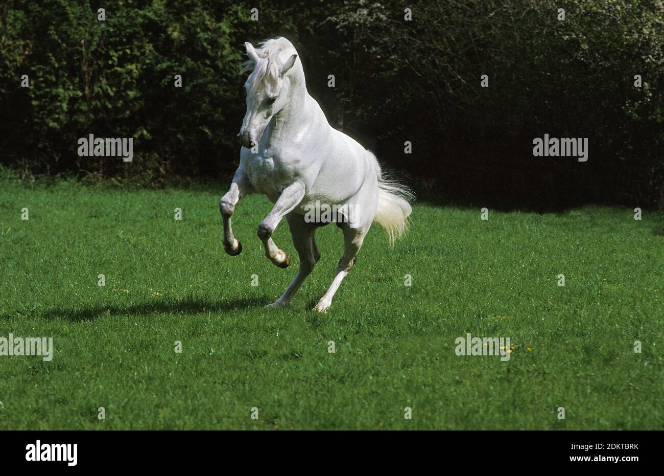 Camargue Horse, Rearing up Stock Photo - Alamy