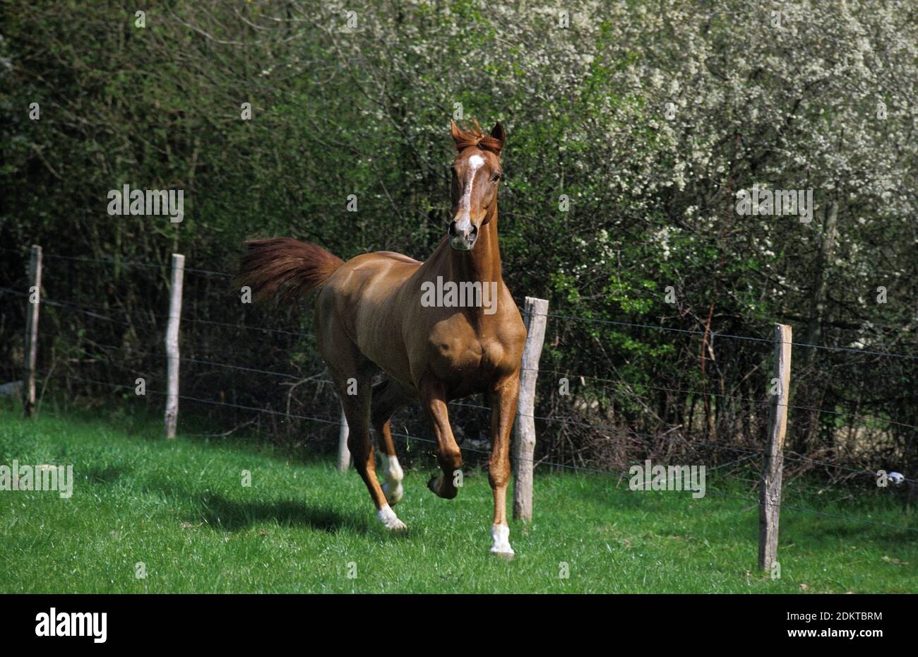Anglo Arab Horse, Adult Trotting Stock Photo - Alamy