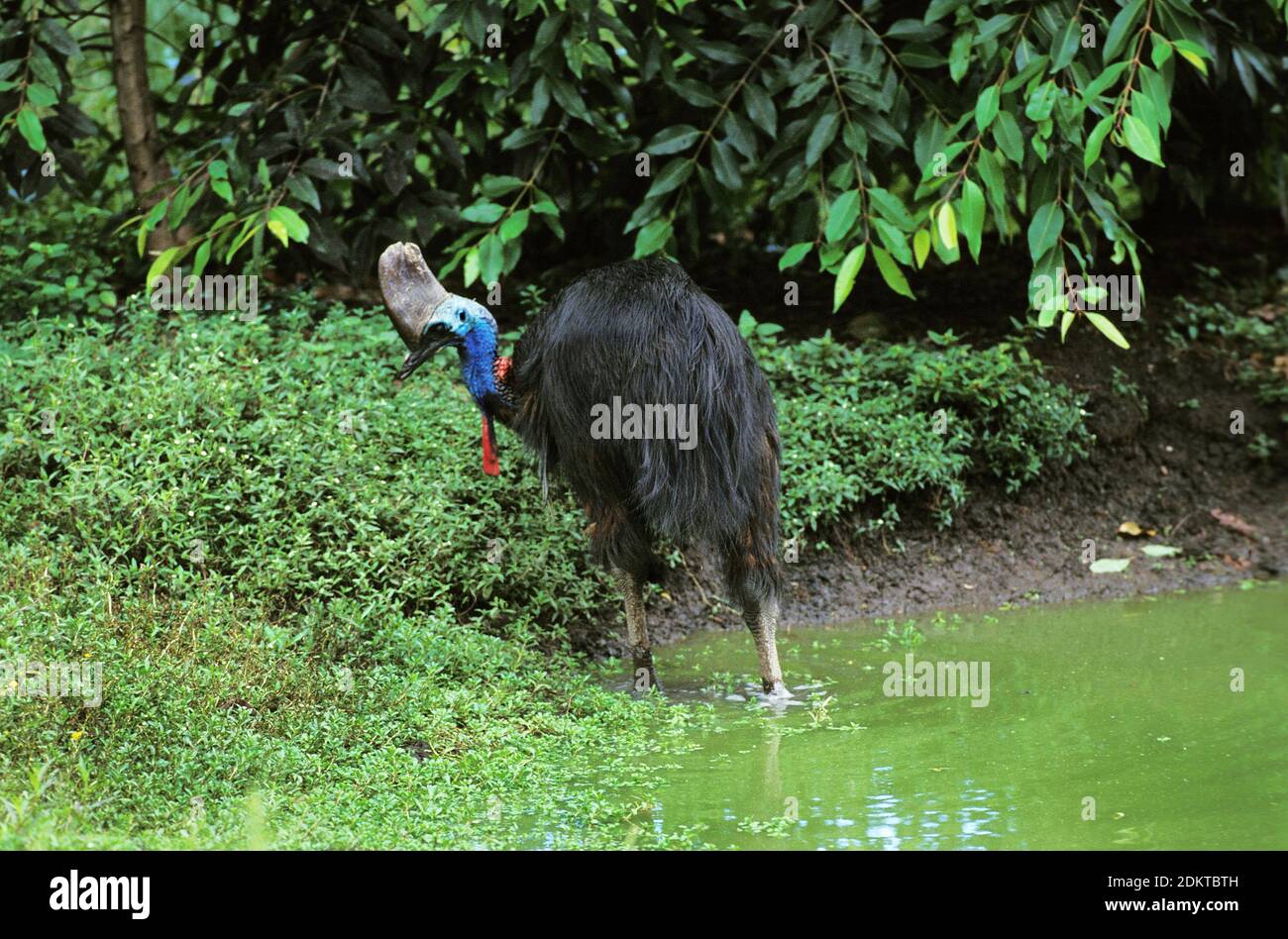 Southern Cassowary or Double-Wattled Cassowary, casuarius casuarius, Adult emerging from Water ...