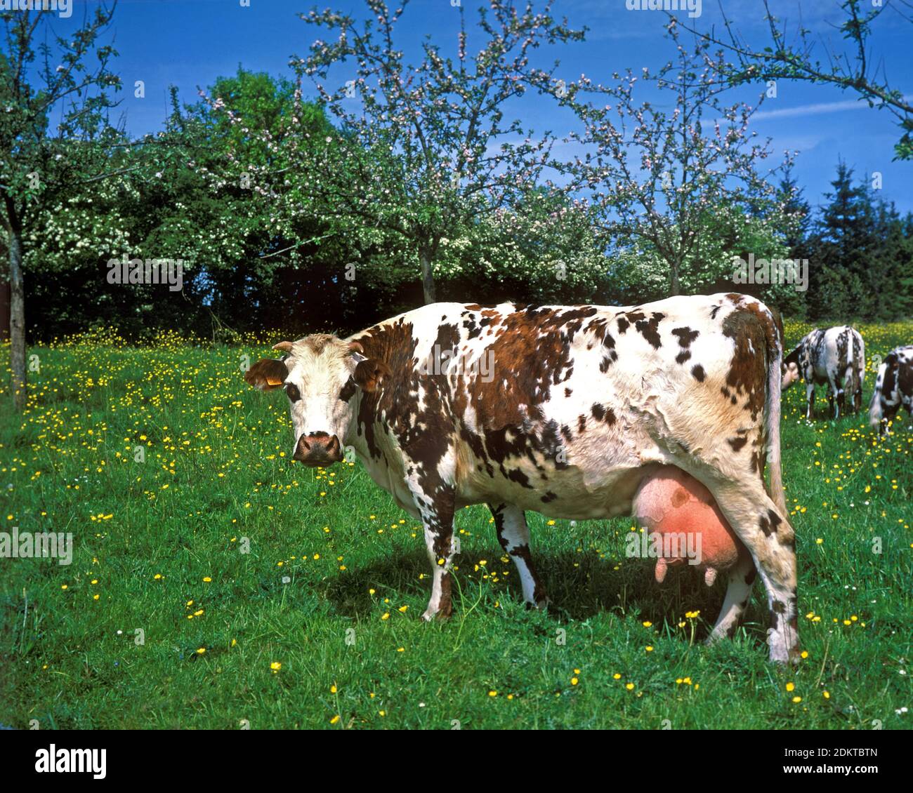 Normandy Cow, Domestic Cattle under Apple Trees, Normandy Stock Photo ...