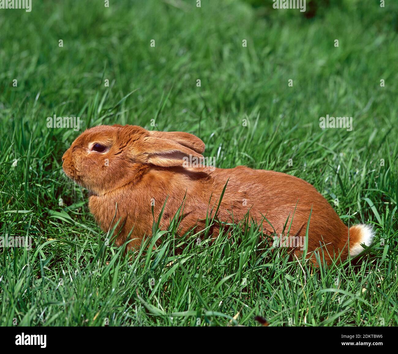 Fauve de bourgogne hi-res stock photography and images - Alamy