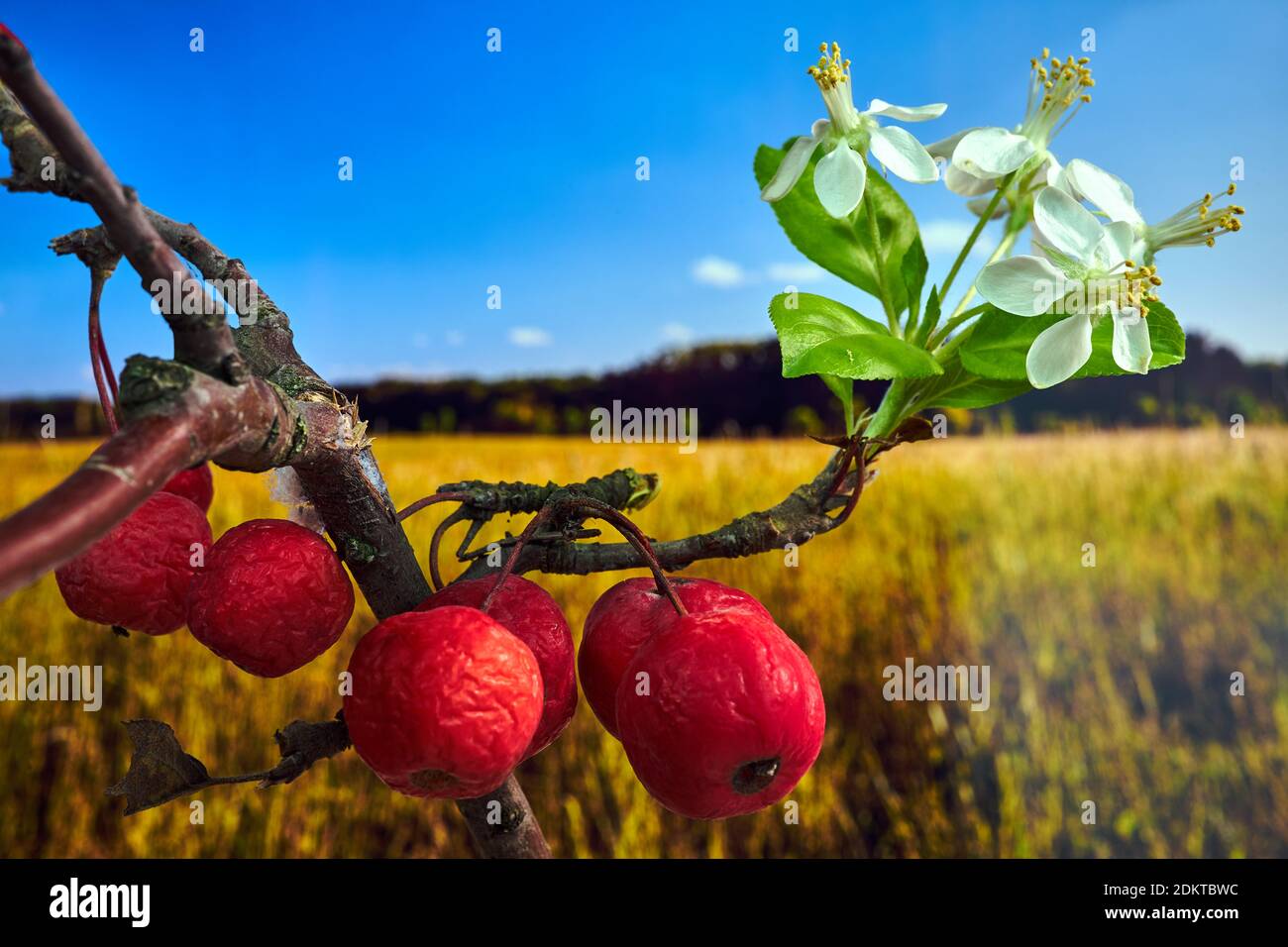 White flowers and small, spherical fruit of the paradise apple tree ...