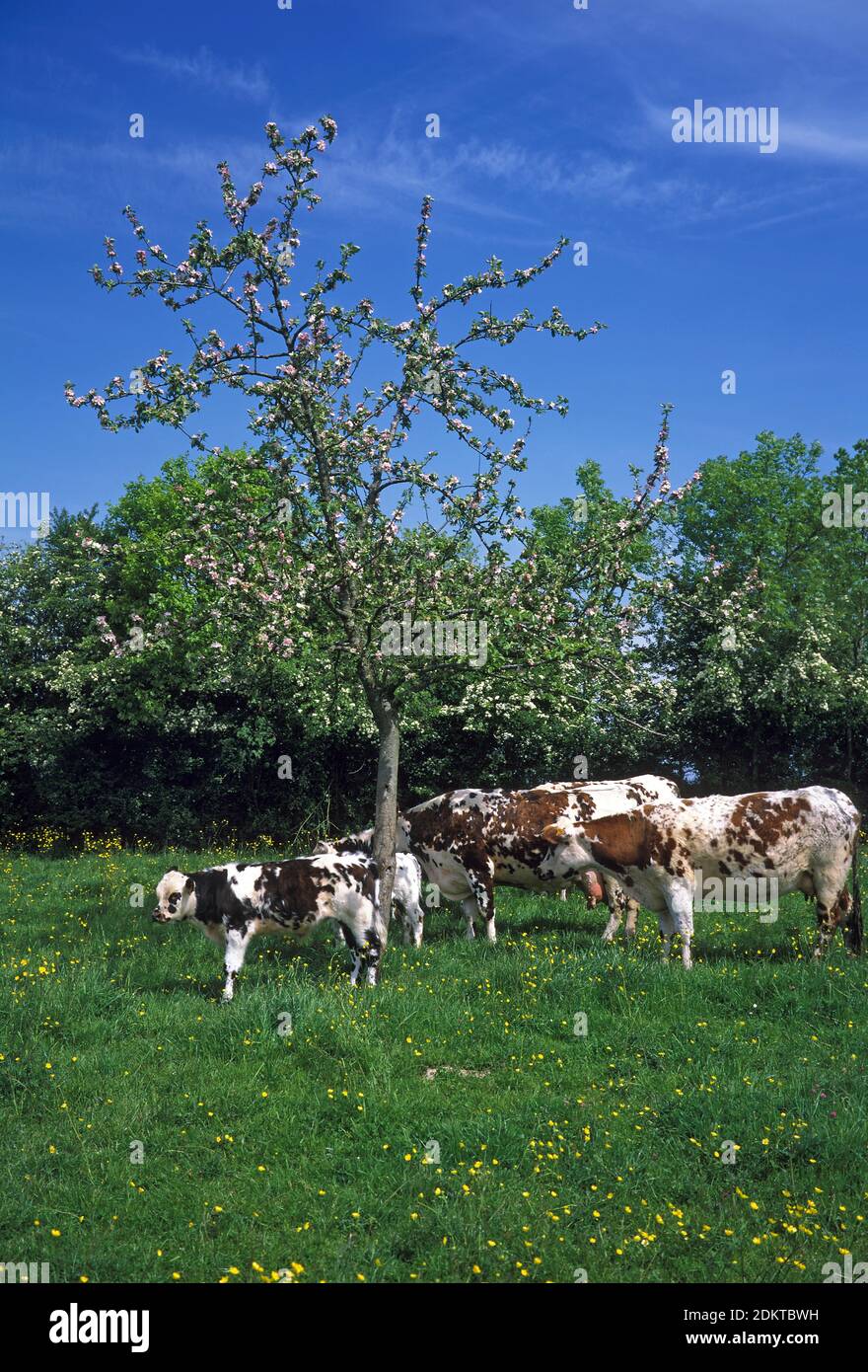 Normandy Cow, Domestic Cattle under Apple Trees, Normandy Stock Photo ...
