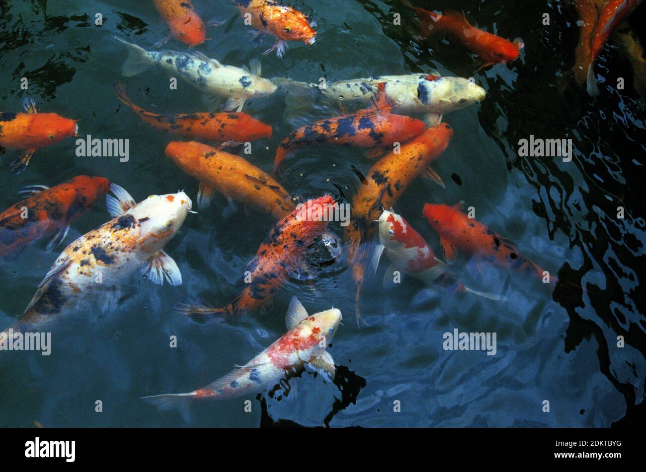 Koi Carp, cyprinus carpio Stock Photo - Alamy