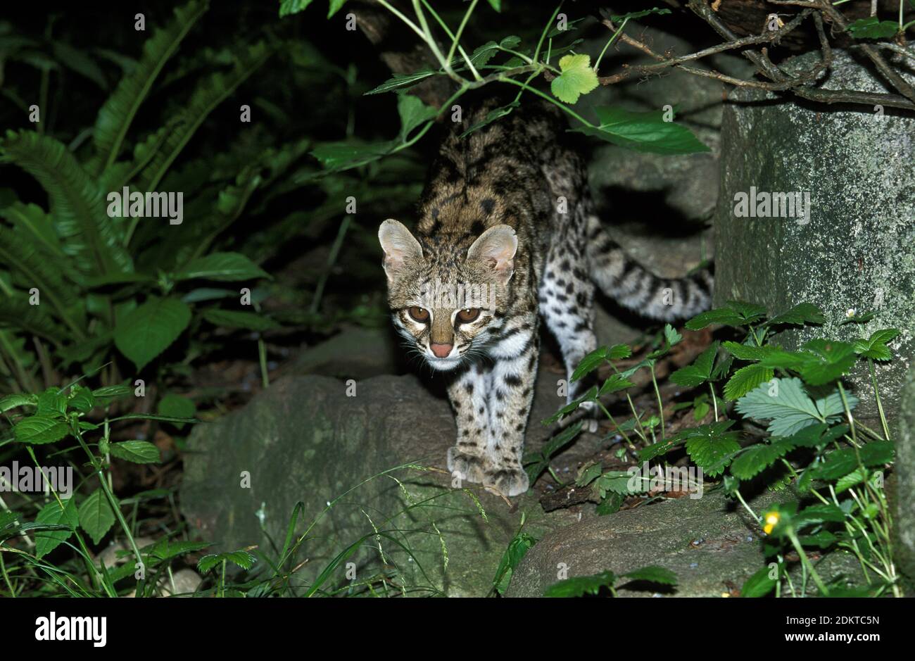 Tiger Cat or Oncilla, leopardus tigrinus, Adult Stock Photo - Alamy