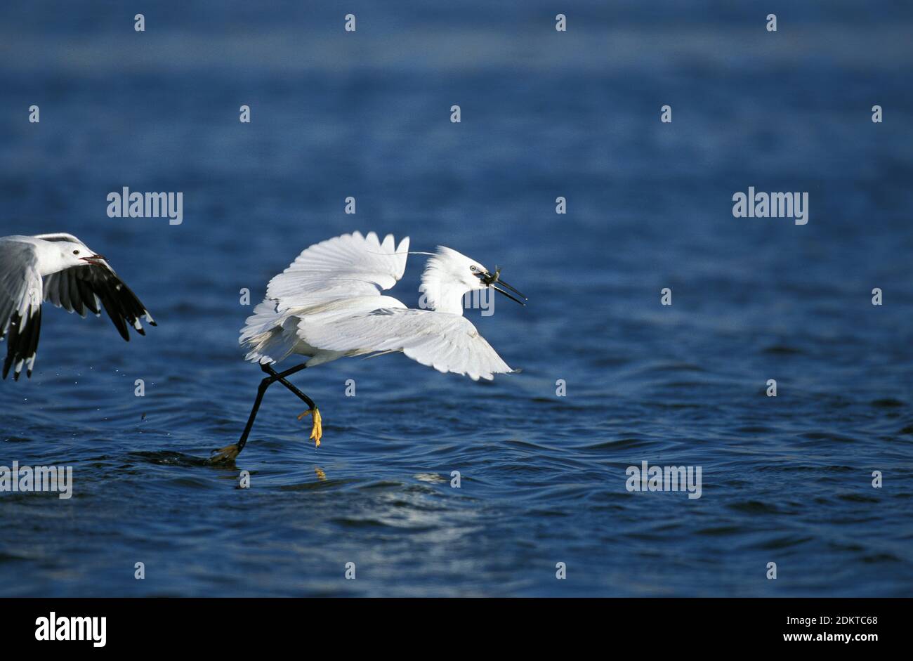 Intermediate Egret, egretta garzetta, Adult in Flight, Taking off ...
