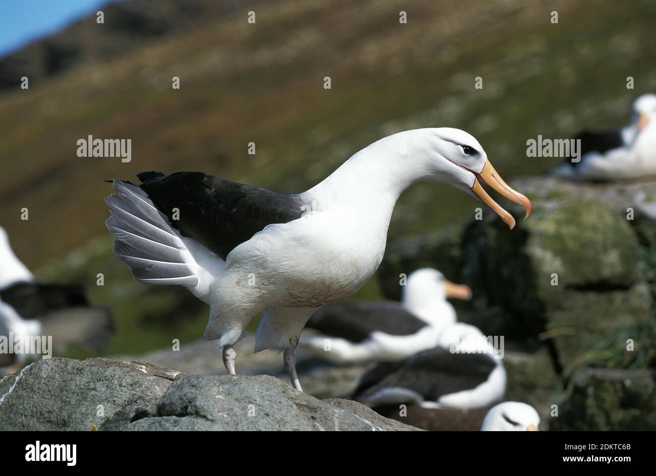 Black-Browed Albatross, diomedea melanophris, Adult calling, Drake ...