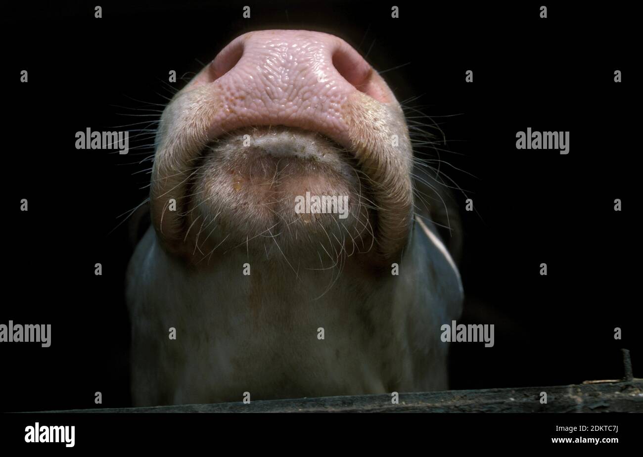 Muffle of Calf Stock Photo - Alamy