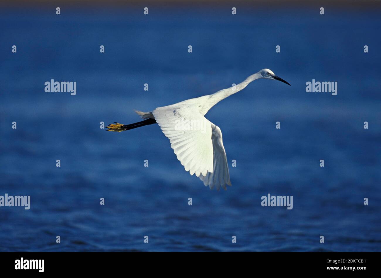 Intermediate Egret, egretta garzetta, Adult in Flight, Namibia Stock ...