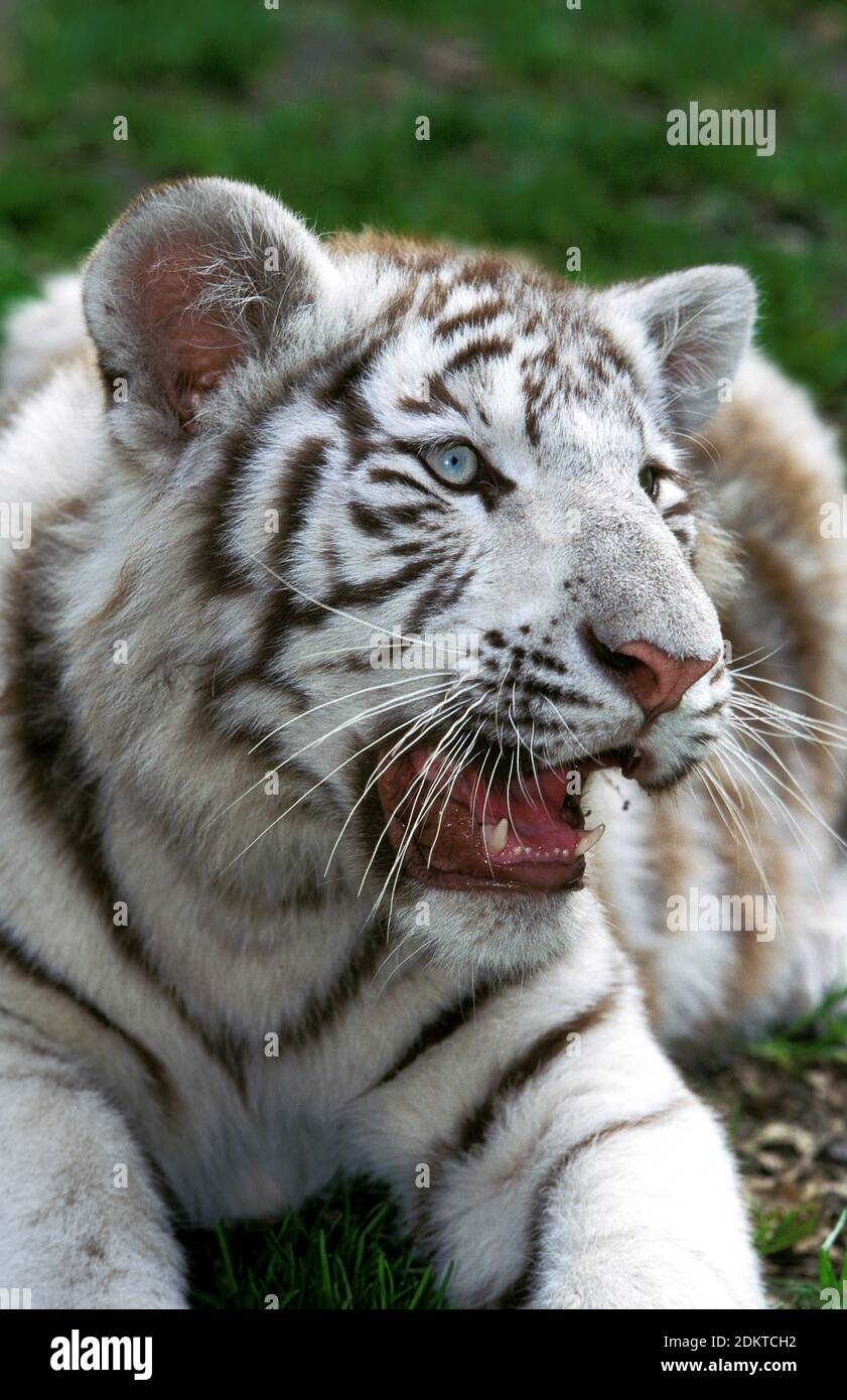 White Tiger, panthera tigris, Portrait of Cub Stock Photo - Alamy