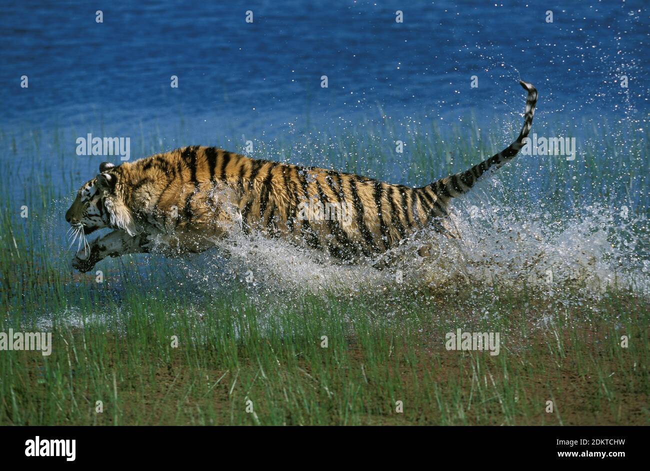 Bengal Tiger, panthera tigris tigris, Adult running through Water Stock ...