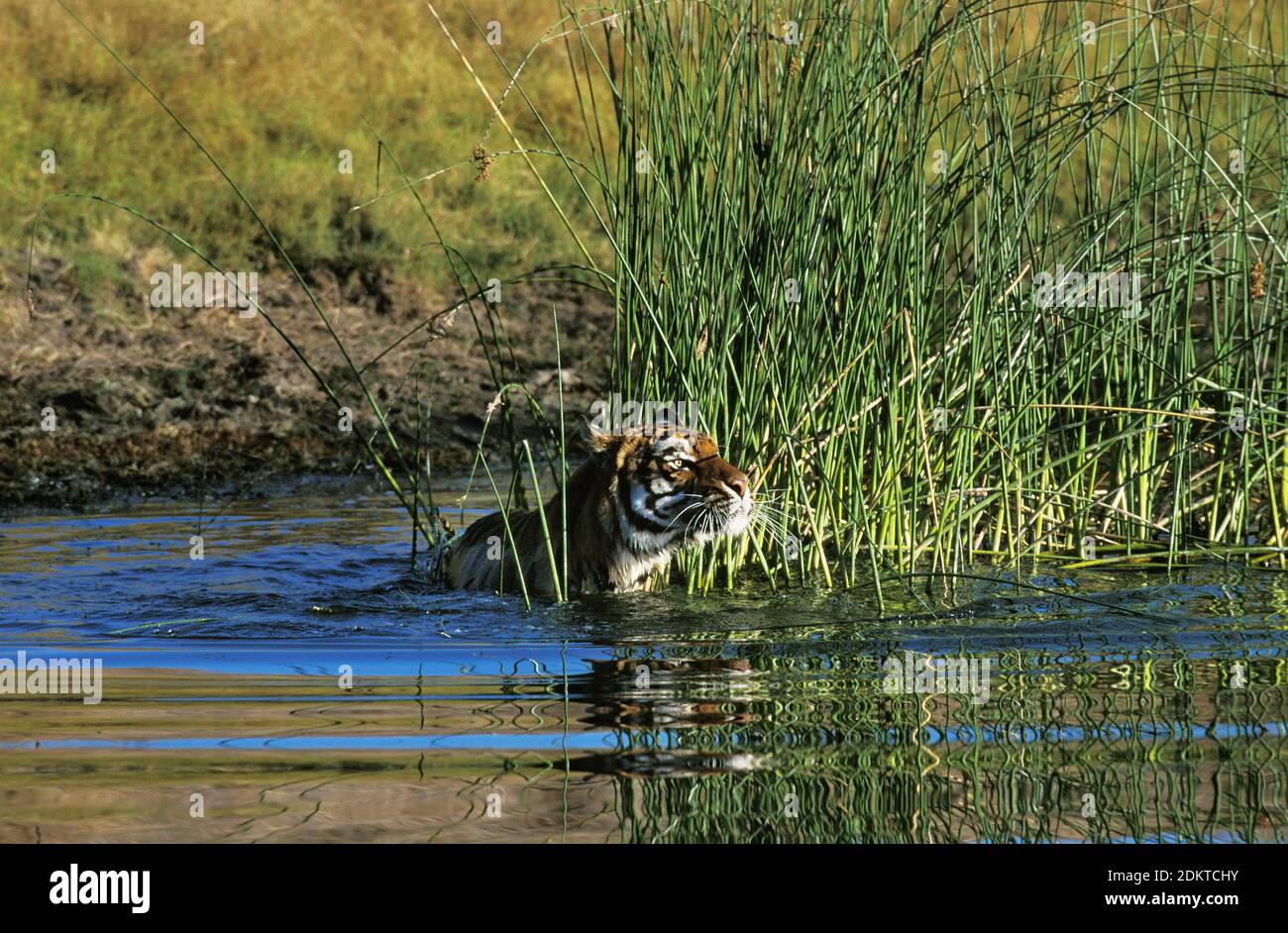 Mimicry tiger hi-res stock photography and images - Alamy
