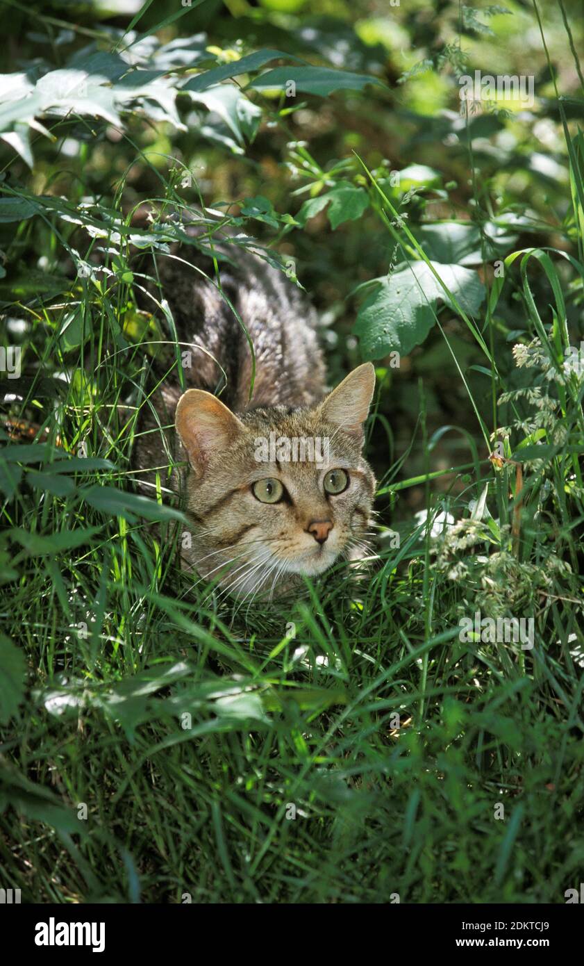 European Wildcat, felis silvestris, Adult standing in Long Grass Stock ...