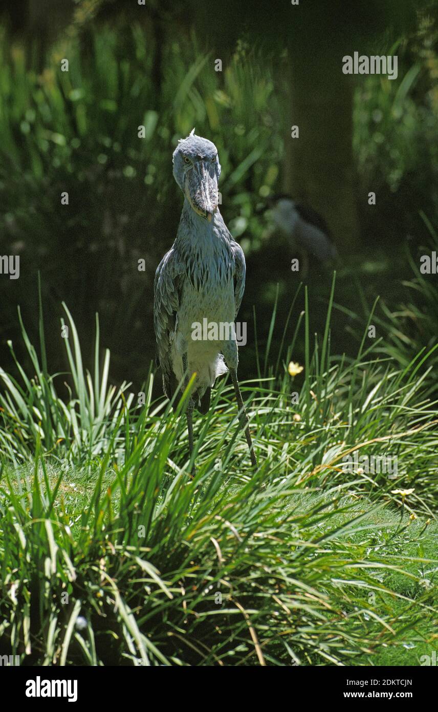Shoebill Stork or Whale-Headed Stork, balaeniceps rex, Adult Stock ...