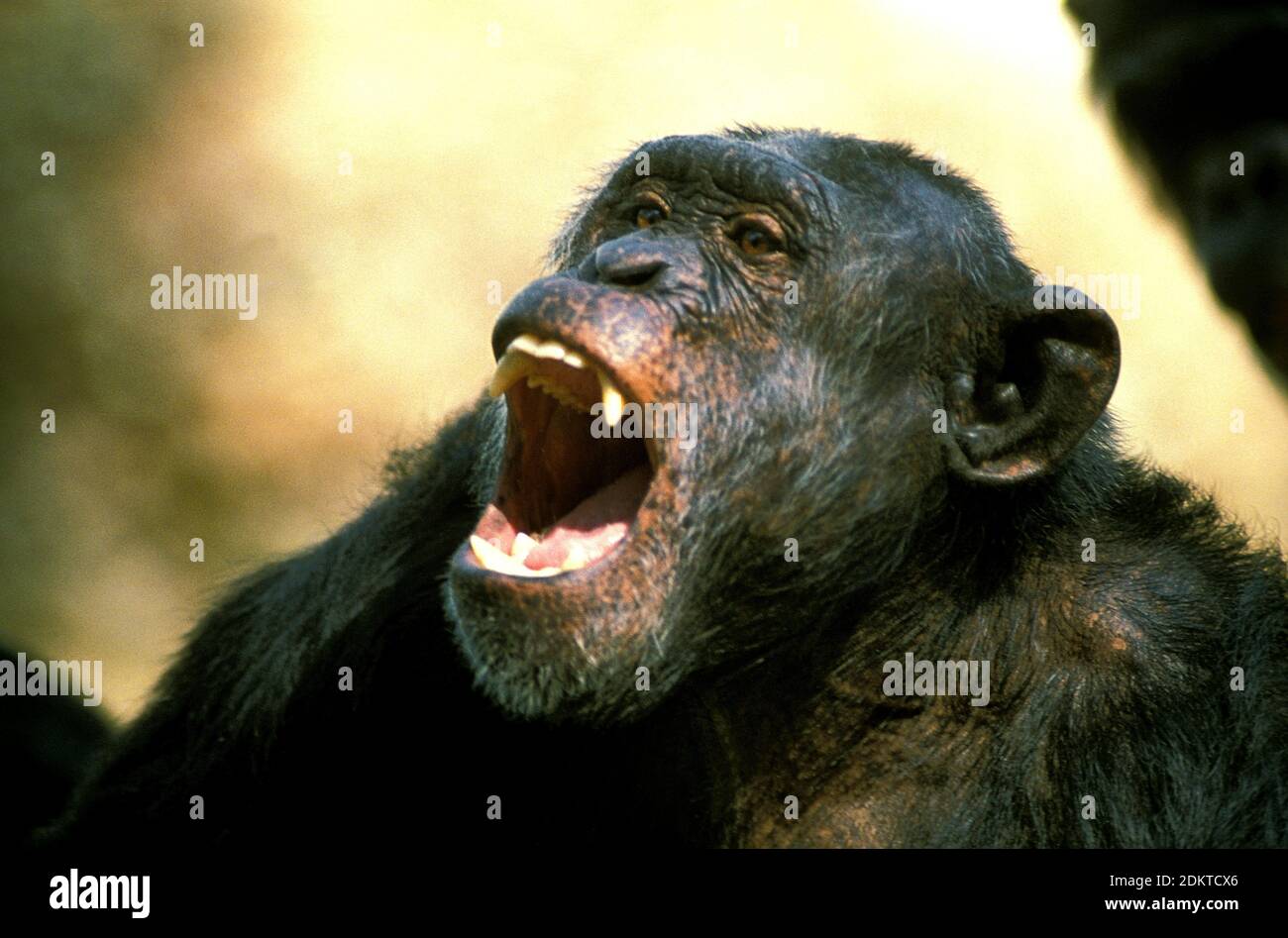 Chimpanzee crying hi-res stock photography and images - Alamy