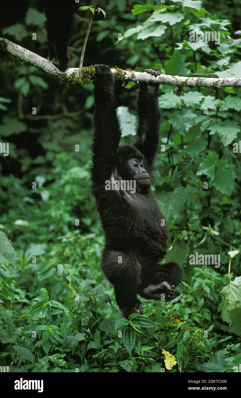Mountain Gorilla, gorilla gorilla beringei, Young hanging from Branch ...