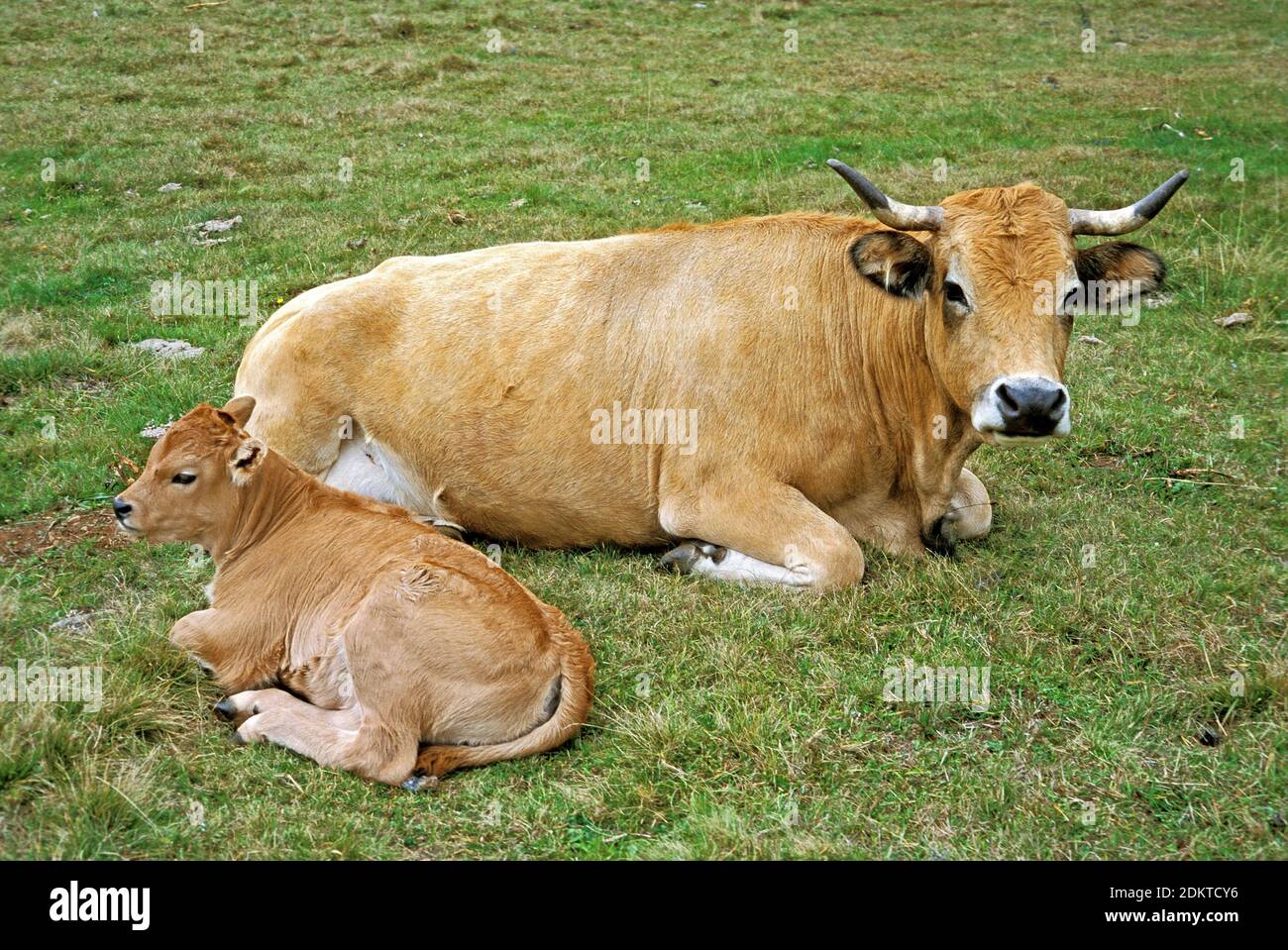 Domestic Cattle, Cow and Calf Stock Photo - Alamy
