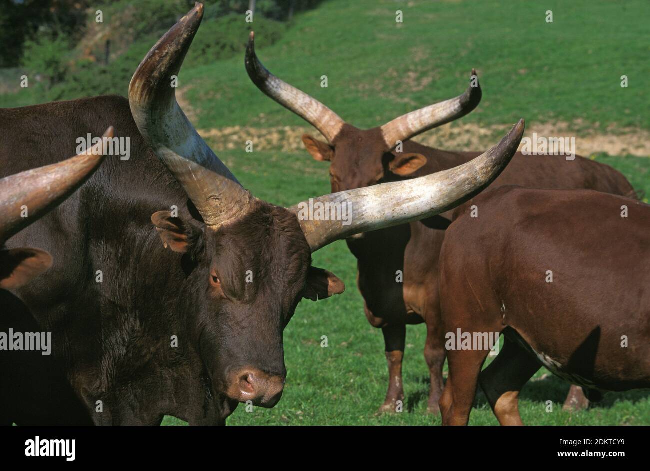 Watussi, bos primigenius taurus Stock Photo - Alamy