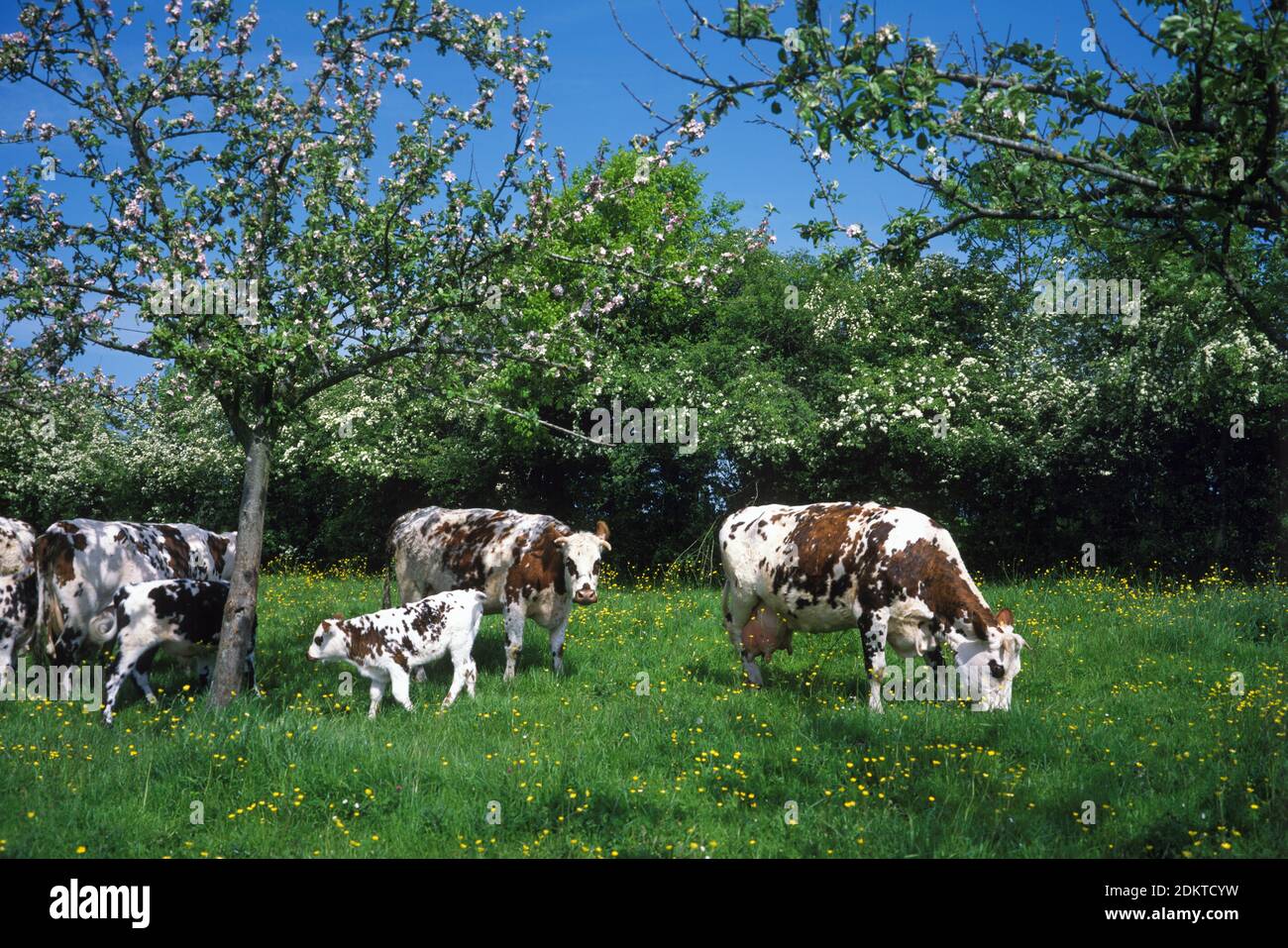 Normandy Cow, Domestic Cattle under Apple Trees, Normandy Stock Photo ...