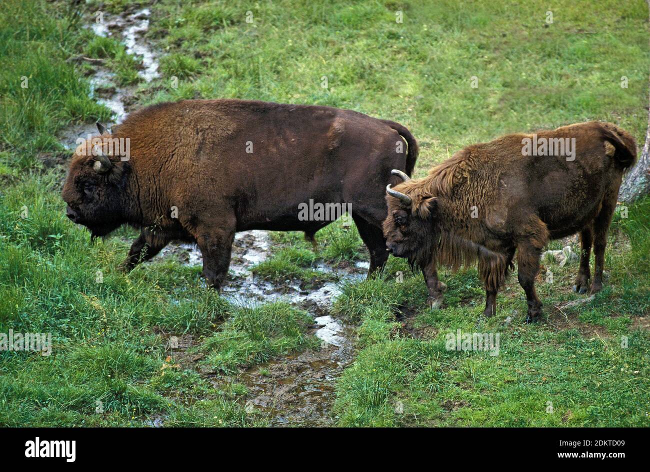 European Bison, bison bonasus Stock Photo - Alamy
