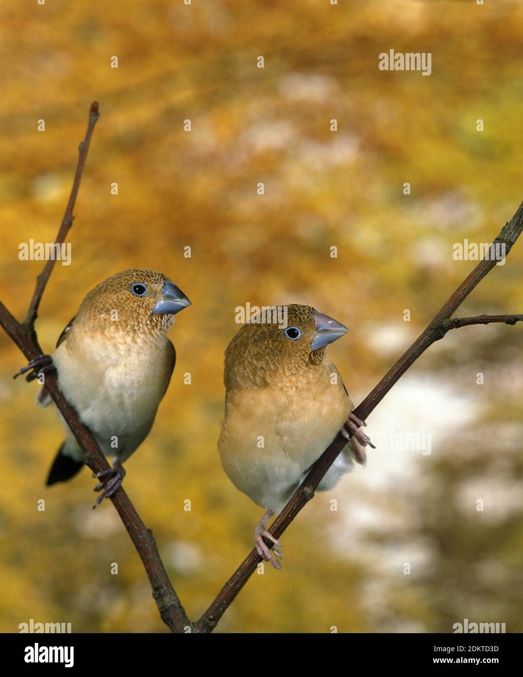 African Silverbill, lonchura cantans, Females standing on Branch Stock ...