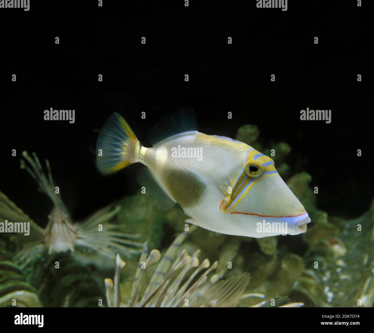 Blackbelly Triggerfish, rhinecanthus verrucosus Stock Photo - Alamy