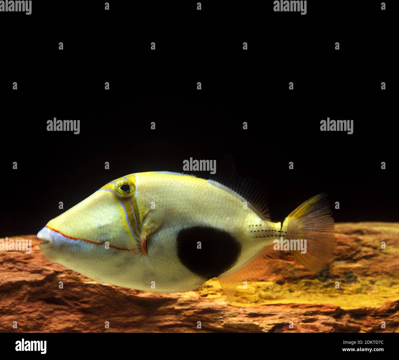Blackbelly Triggerfish, rhinecanthus verrucosus Stock Photo - Alamy