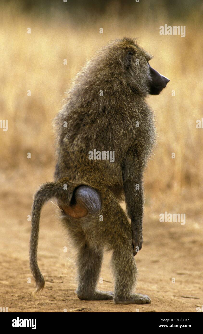 Olive Baboon, papio anubis, Male standing on Hind Legs, Masai Mara Park ...