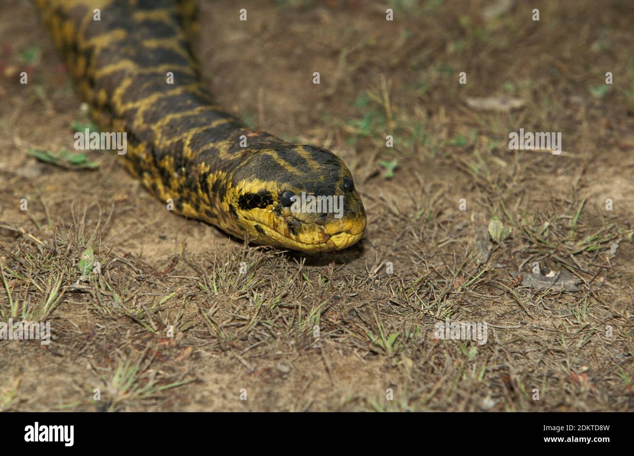 Green Anaconda, eunectes murinus, Pantanal in Brazil Stock Photo - Alamy
