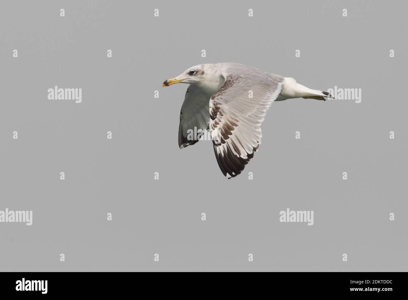Gabbiano di Pallas; Great Black-headed Gull; Ichthyaetus ichthyaetus Stock Photo - Alamy