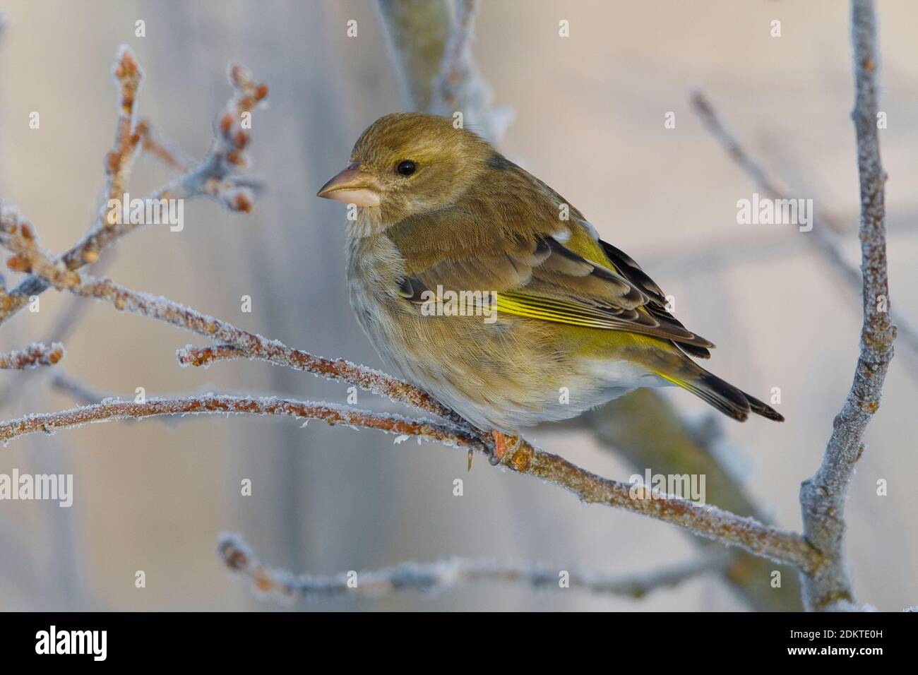 Vrouwtje Groenling; Female European Greenfinch Stock Photo - Alamy