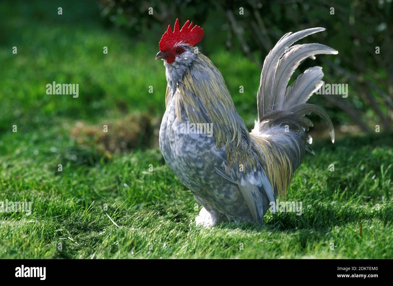 Domestic Chicken, Barbu d'Uccle, Cockerel, a Belgian Breed Stock Photo ...