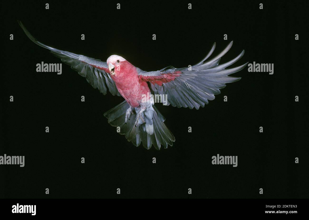Galah, eolophus roseicapilla, Adult in Flight against Black Background ...