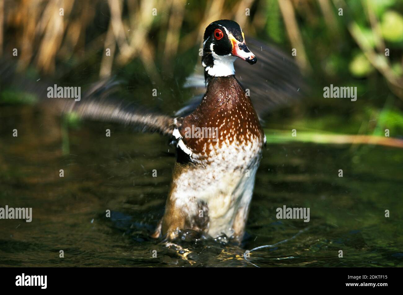 Wood Duck, aix sponsa, Male opening Wings Stock Photo - Alamy