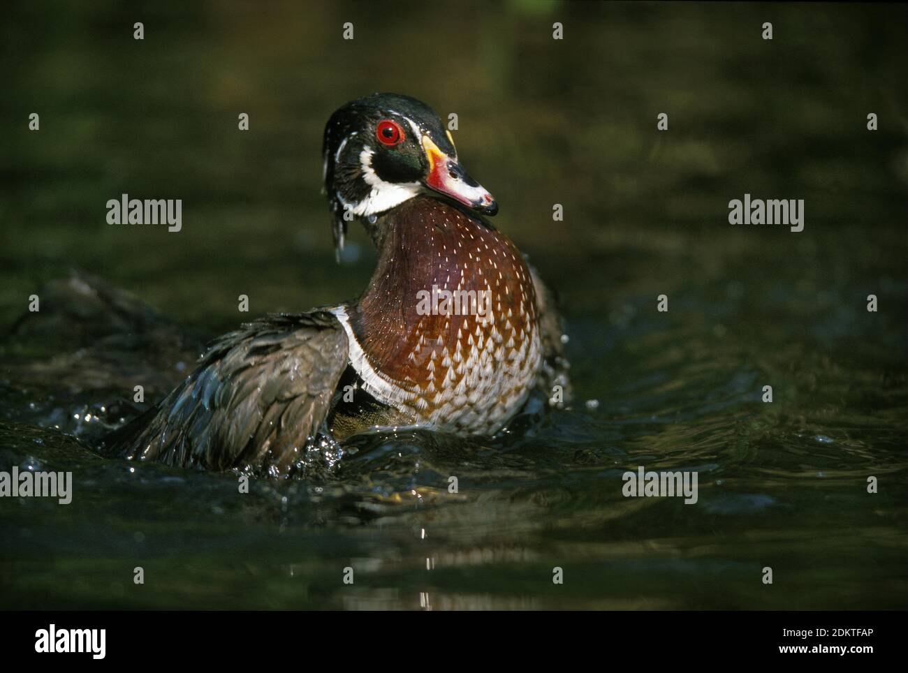 Wood Duck, aix sponsa, Male opening Wings, having Bath Stock Photo - Alamy
