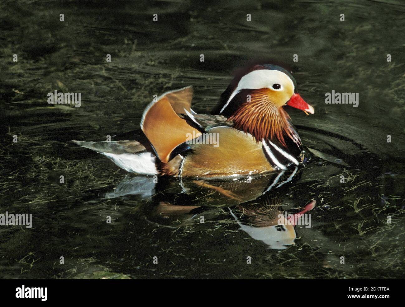 Mandarin duck aix galericulata adult male hi-res stock photography and ...