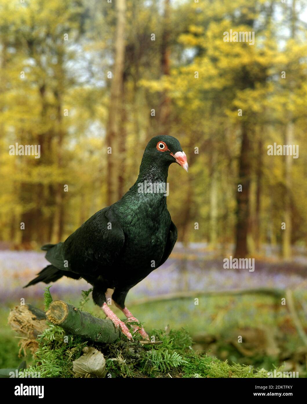 Danish pigeon hi-res stock photography and images - Alamy