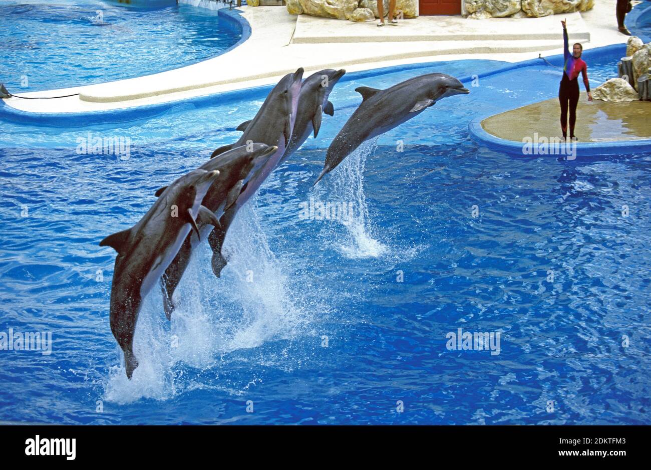 Bottlenose Dolphin, tursiops truncatus, show at Sea World in Florida ...