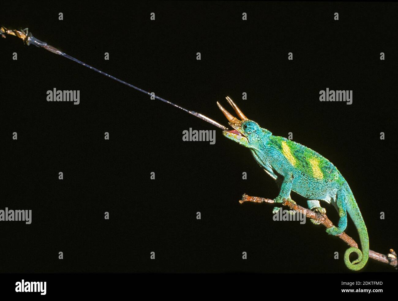 Jacksons chameleon chamaeleo jacksoni hi-res stock photography and ...