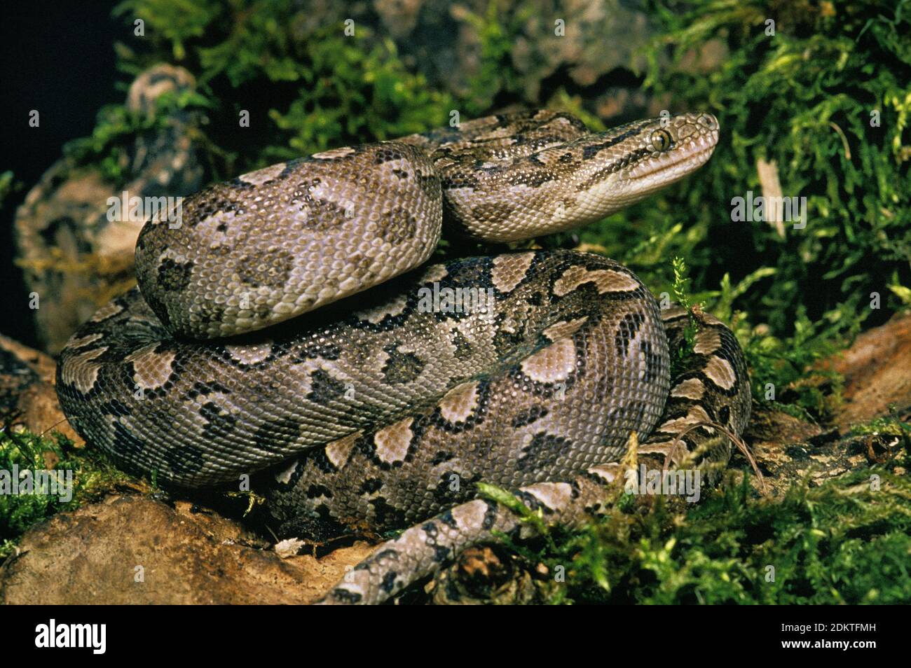 Argentine Rainbow Boa, epicrates cenchria alvarezi, Adult Stock Photo ...