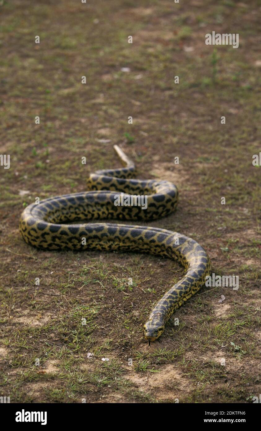 Green Anaconda, eunectes murinus, Pantanal in Brazil Stock Photo - Alamy