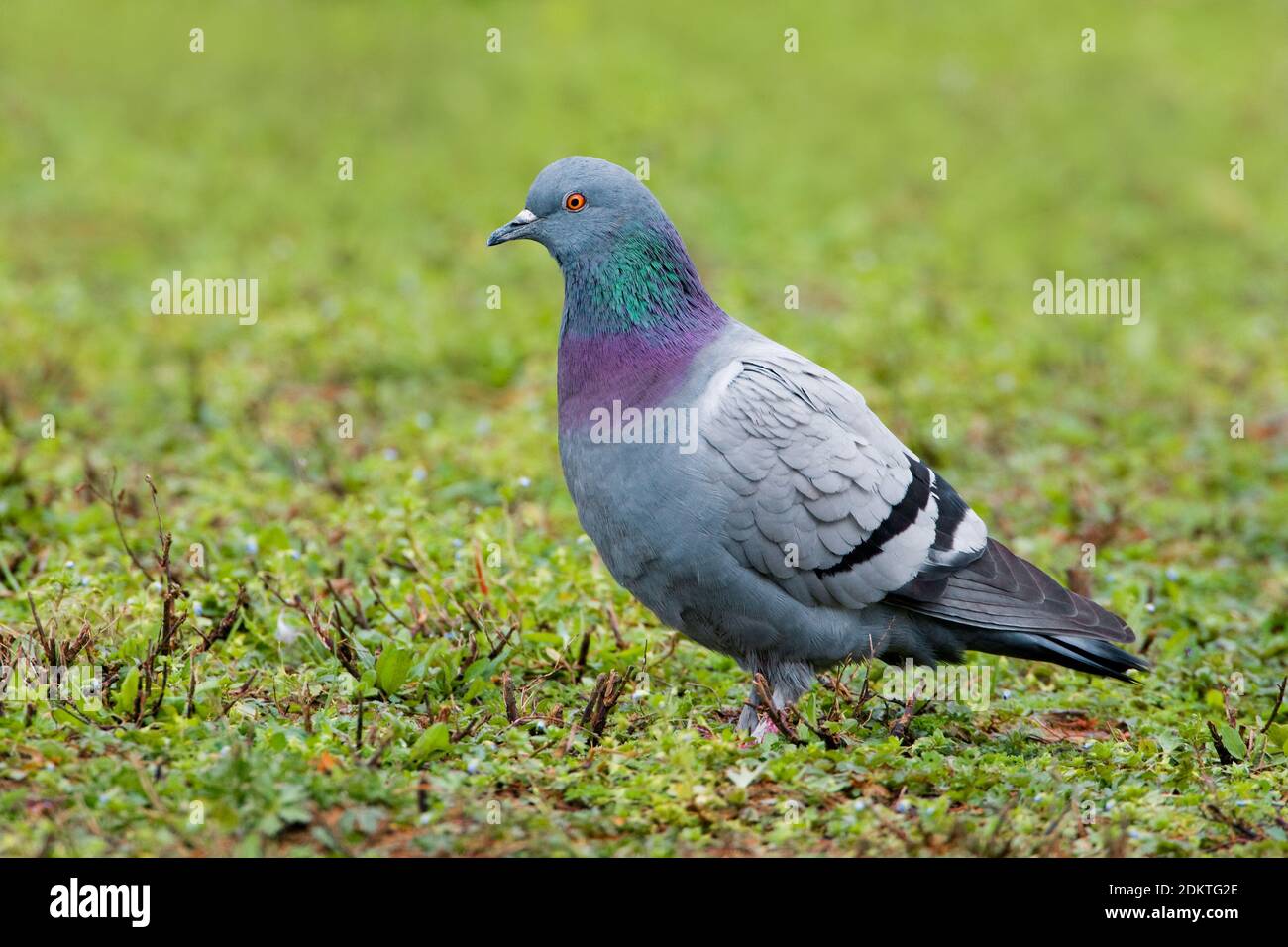 Postduif hi-res stock photography and images - Alamy