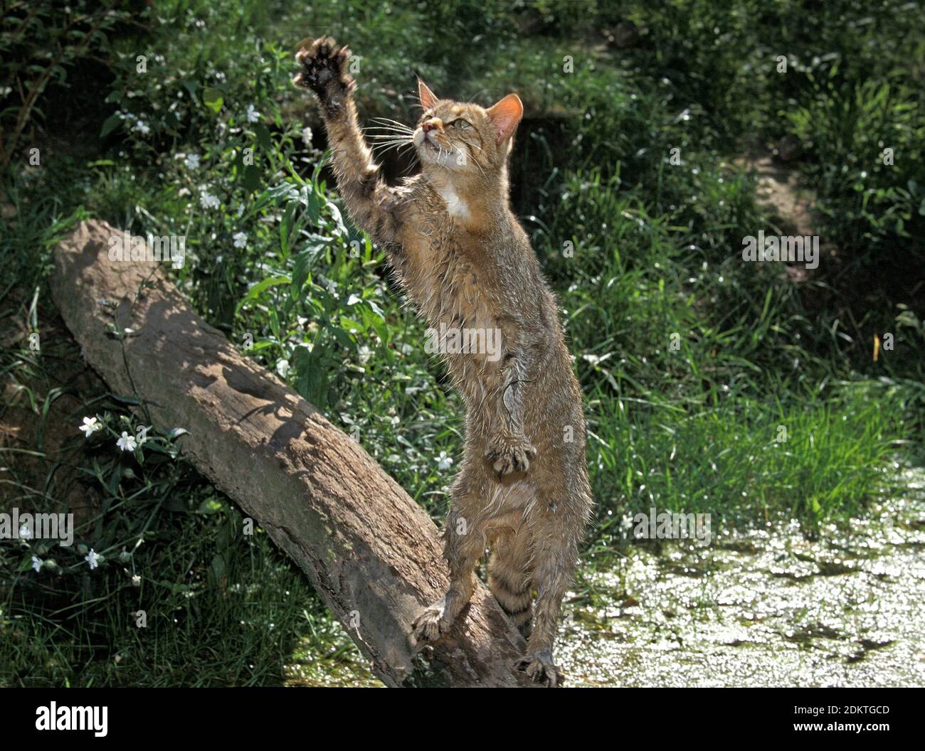 European Wildcat, felis silvestris, Adult standing on Hind Legs ...