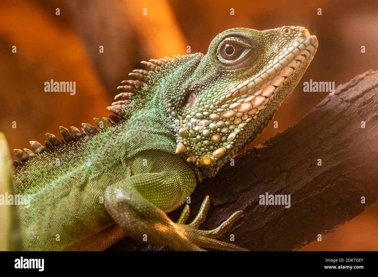 Chinese bearded dragon hi-res stock photography and images - Alamy