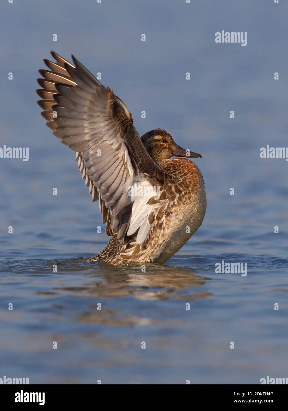 Zomertaling strekt vleugels; Garganey stretching wings Stock Photo - Alamy