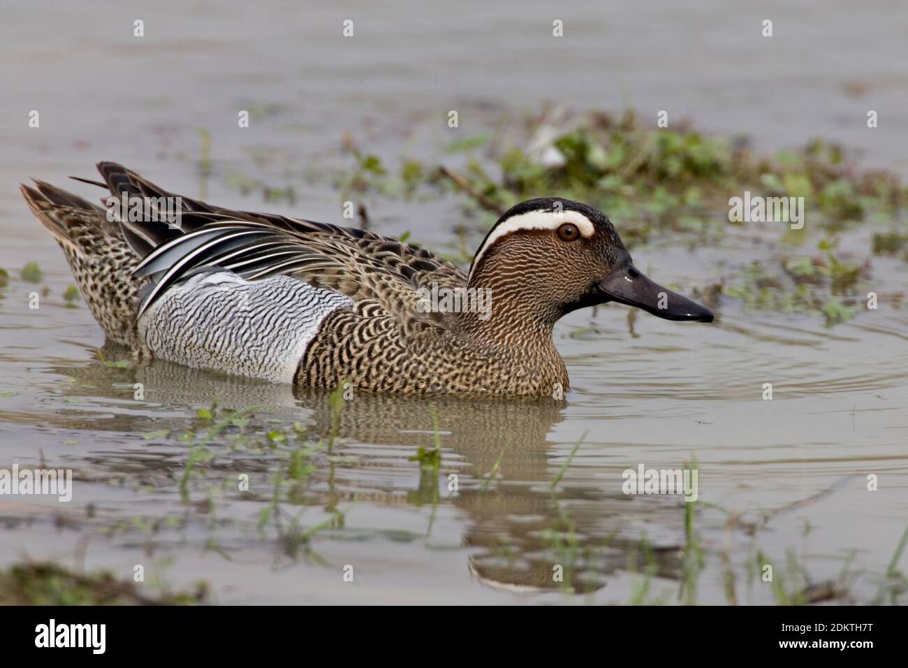 Garganey male; Zomertaling man Stock Photo - Alamy