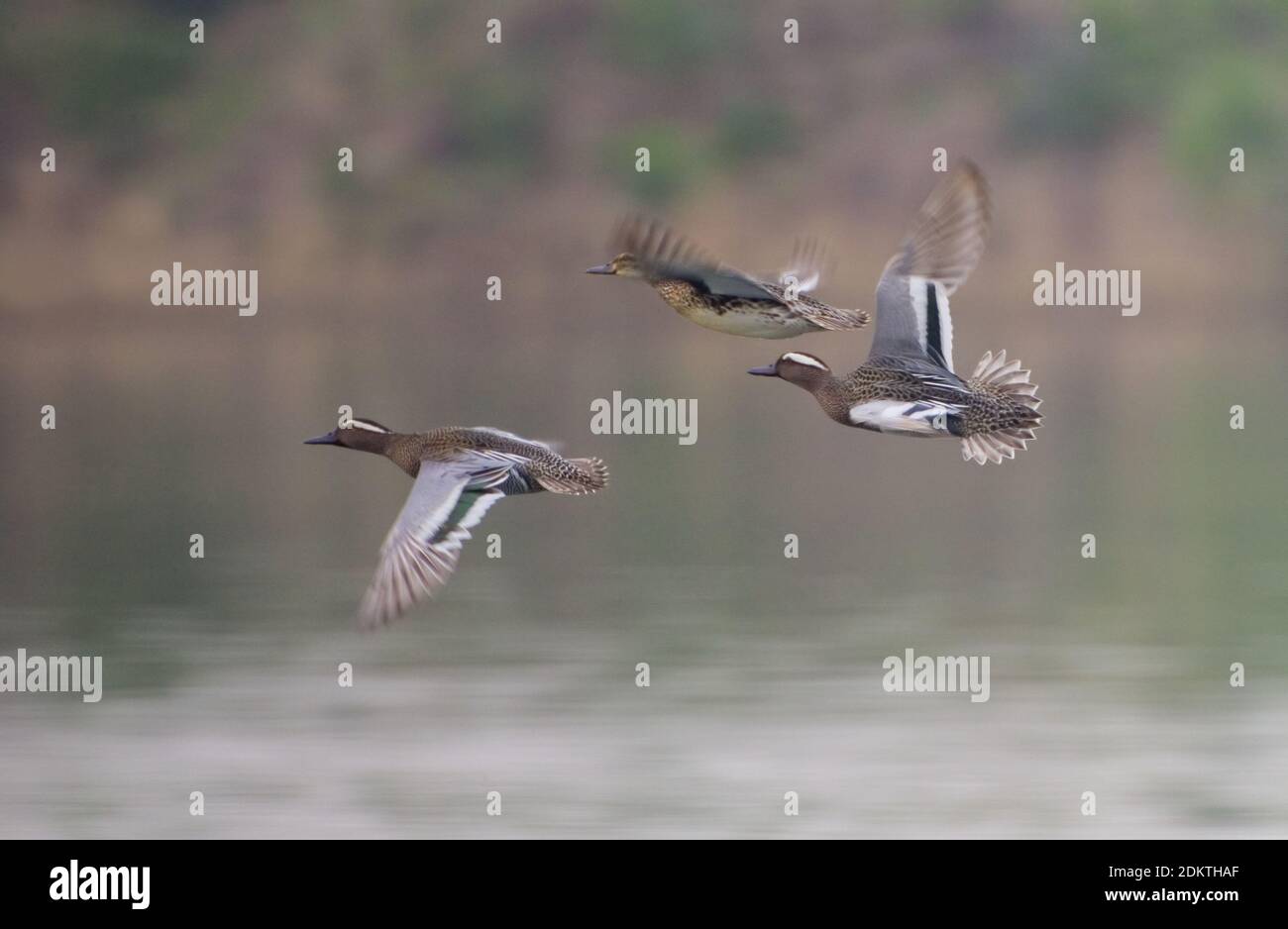 Garganeys High Resolution Stock Photography and Images - Alamy