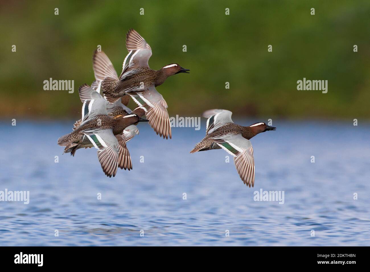 Groep Zomertalingen in de vlucht; Flock of Garganey in flight Stock ...