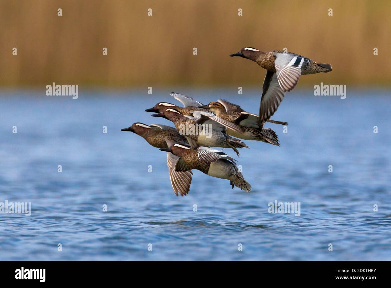 Groep Zomertalingen in de vlucht; Flock of Garganey in flight Stock ...