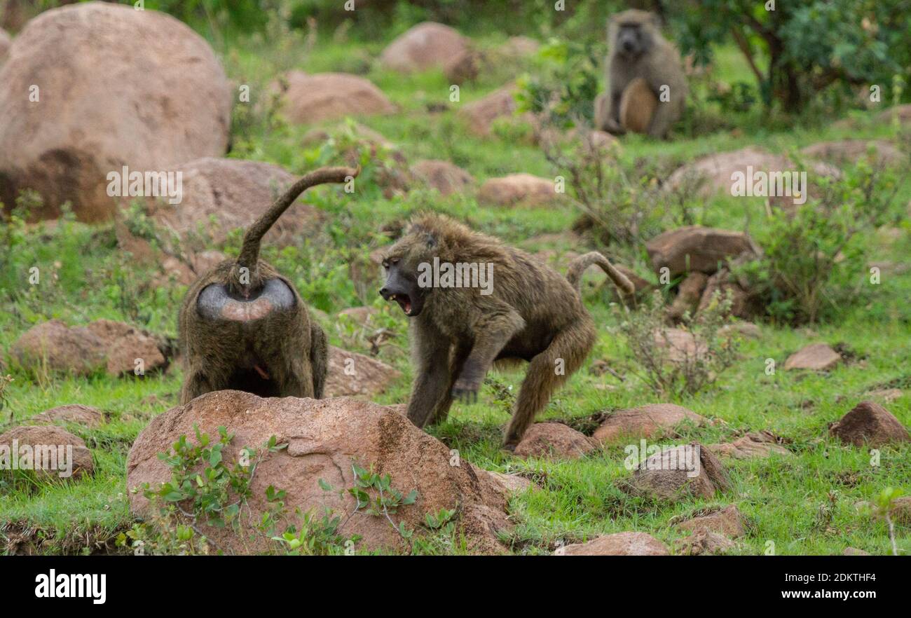 Olive Baboons Fighting On Rocks Stock Photo - Alamy